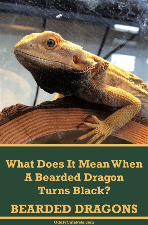 What Does It Mean When A Bearded Dragon Turns Black Bearded Dragon