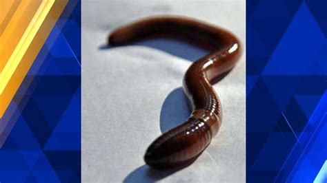 Invasive Jumping Worms Confirmed In 2 Iowa Counties
