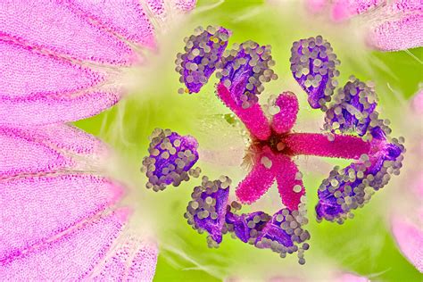 Geranium Geraniaceae Stamen Covered In Pollen Nikon Small World