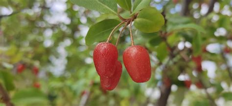 Красный Фрукты Завод Бесплатное фото на Pixabay Pixabay