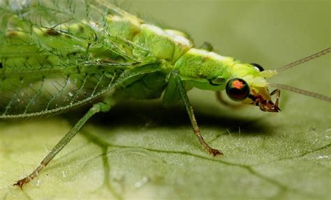 Neuroptera The Ferocious Antlions And Lacewings Earth Life