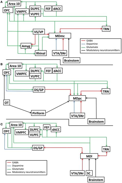 Cognitive Functions And Neurodevelopmental Disorders Involving The Prefrontal Cortex And