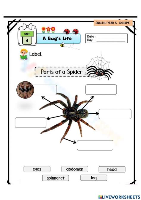 Parts Of Spider Worksheet Worksheets Library