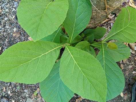 Young Teak Tree Seedlings That Are Just Growing The Leaves Are Green