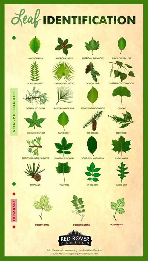 52 Free Printable Tree Leaf Identification Charts [pdf] Infographic