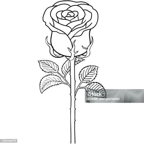 빨간 장미 꽃잎 용기 또는 꽃 기저 잎 및 줄기 선 윤곽 낙서 손으로 그린 꽃 인간이 만들었습니다 Ai에 의해 생성되지 않습니다 꽃 나무에 대한 스톡 벡터 아트 및 기타