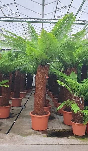 Dicksonia Antarctica 70cm Pot Size 300cm Tall Antarctica Dicksonia