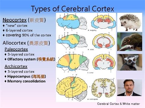Cerebral Cortex The Outer Layer Of The Cerebrum