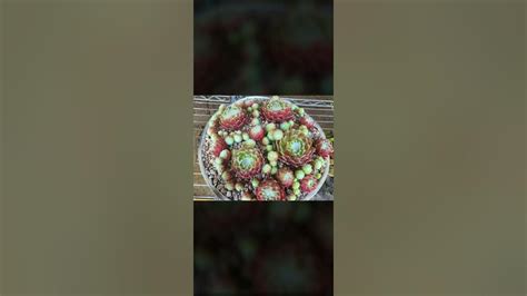 바위솔 5년차 와~대박 이렇게 예쁘도 되나요 Youtube