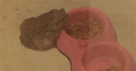 Central Florida Toad Can Someone Identify Album On Imgur