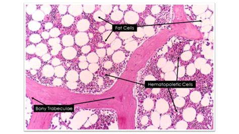 Cells And Tissues Of The Immune System Flashcards Quizlet
