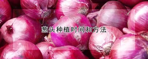 葱头种植时间和方法 发财农业网