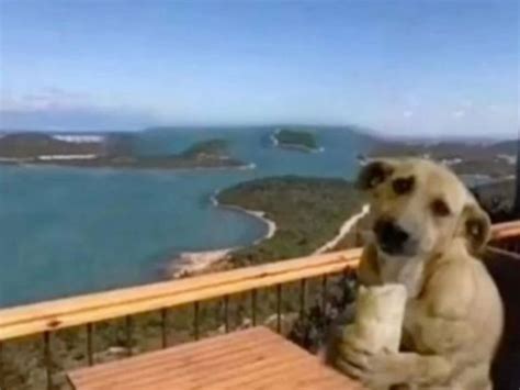 Aç Kangal Köpek Mizahı Retro Mizah Mizah