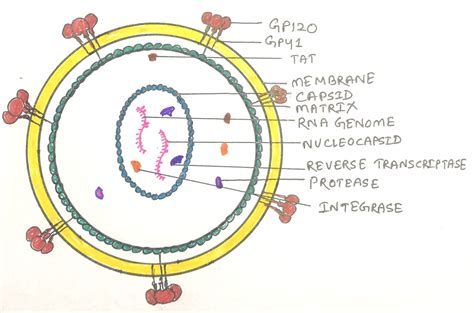 Various Factors Cause Secondary Immunodeficiencies Discover Biotech