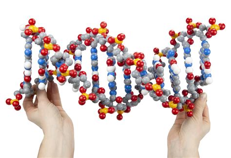 Dynamic Dna Kit© 2 Base Pairs Industrial And Scientific