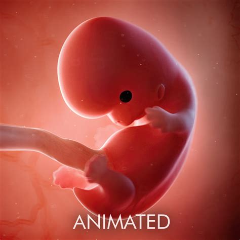 3d Human Fetus Week 8 Turbosquid 1176645
