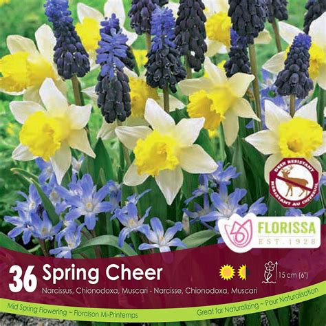 Chionodoxa Bulbs Best Selection Top Quality Canada Wide Shipping Wildwood Outdoor Living