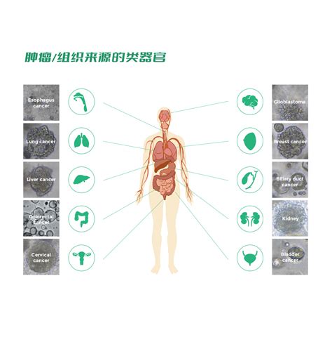 镁伽生物赋能3d细胞培养系统，打造类器官一站式解决方案