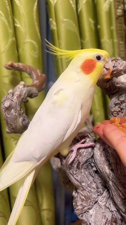Shortvideo Birds Cockatiel Cockatielbirds Fypage Fypexplore