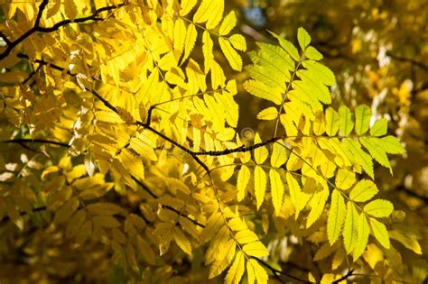 Texture Pattern Background Texture Pattern Background Aut Stock