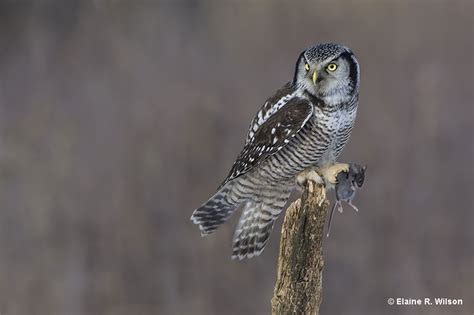 Northern Hawk Owl