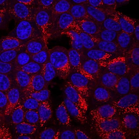 Cd63 Monoclonal Mouse Antibody H5c6 Biotium Choice Biotium