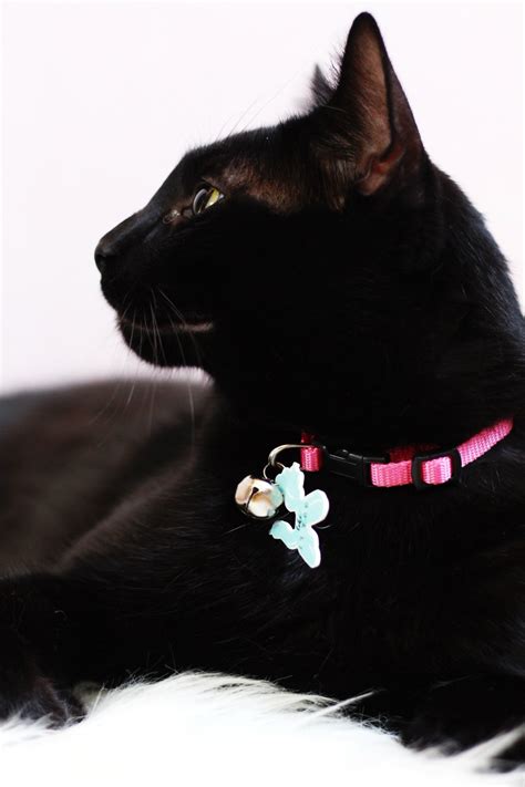 Diy Balloon Animal Collar Tags From Shrink Plastic A Joyful Riot