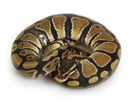 Normal Markus Jayne Ball Pythons