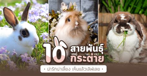 กระต่าย 10 สายพันธุ์สุดน่ารัก คนนิยมเลี้ยง