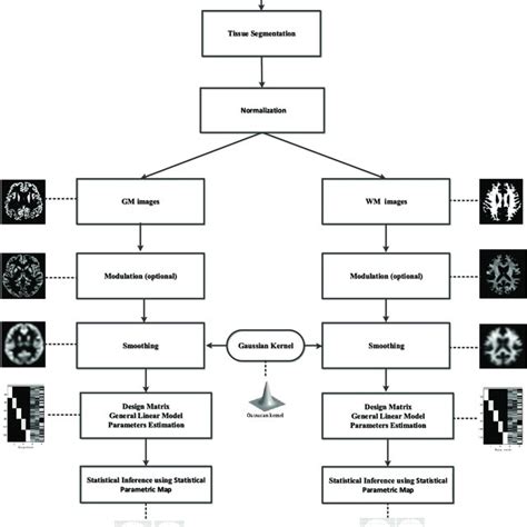 Steps Involved In A Voxel Based Morphometry Analysis Download Scientific Diagram