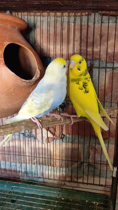 Love Viralvideo Birds Budgey Parrot Budiges Budgielove Cute