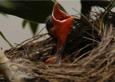 Bird Chick After 9 Days Of Birth By Shahbaz Ephotozine