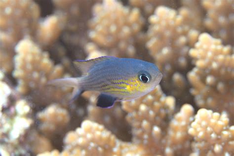 同定をお願いいたします WEB魚図鑑