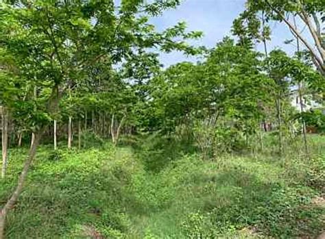 ซื้อ ขายที่ดิน ซื้อ ขายที่ดิน จังหวัดสุพรรณ และใกล้เคียง