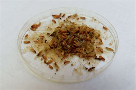 5 Things To Know About Formosan Termite Swarms