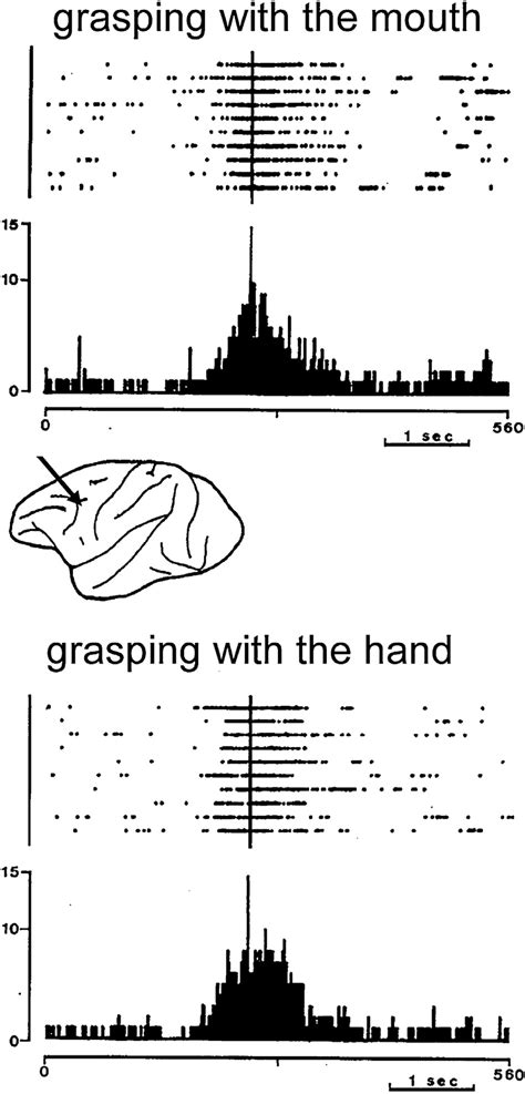 Joint Representation Of Hand And Mouth Prehension Movements In The Download Scientific Diagram