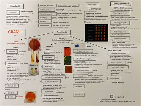 Bacilli Bacteria Bacilli Bacteria