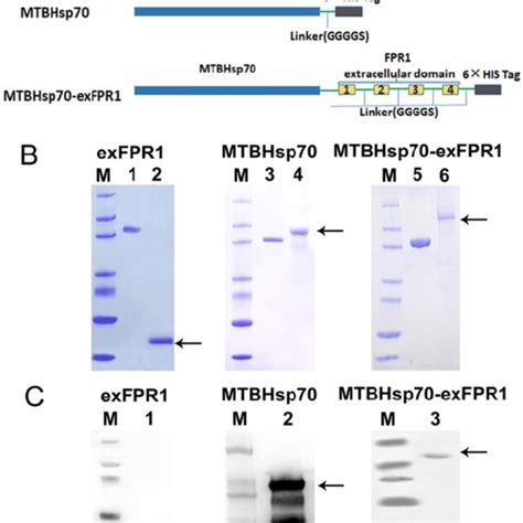 Expression And Analysis Of Recombinant Proteins A Schematic