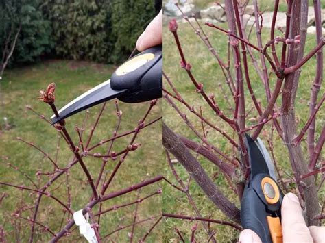 How To Prune Maple Trees GardenProfy