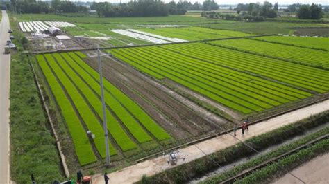 កសិករចិនវ័យក្មេងប្រើបច្ចេកវិទ្យាជួយសម្រួលដល់ការដាំដុះ សុីសុីថាមស៍