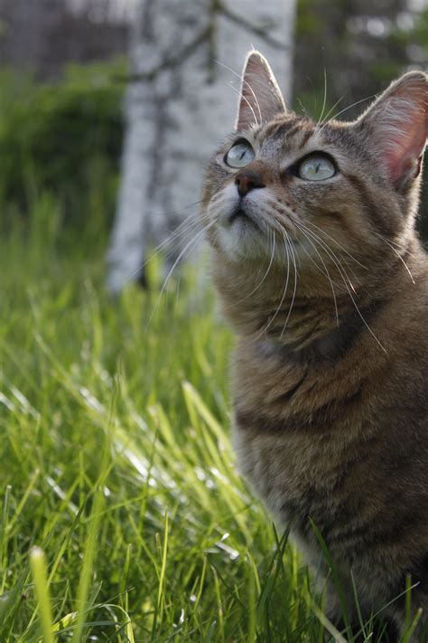 Фото Киски Картинки – Telegraph