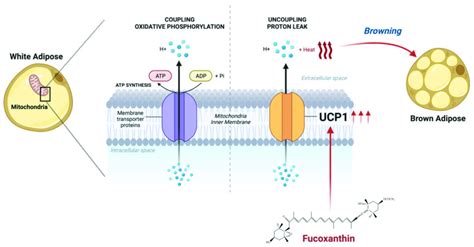 Fucoxanthin Induced Thermogenic Activity Fucoxanthin Induces The Download Scientific Diagram