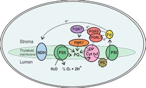 Plant Type Ferredoxins And Ferredoxin‐dependent Metabolism Hanke