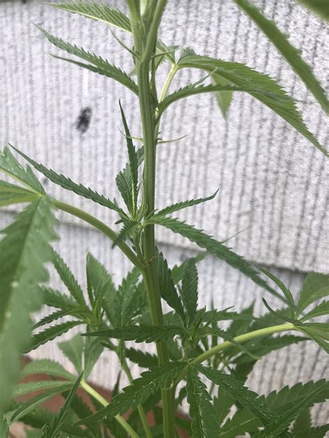 First Time Grower Any Idea What The Sex Of My Plant Is R Trees