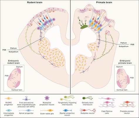 David On Twitter Shaping The Cerebral Cortex By Cellular Crosstalk Xmcoylmcdc
