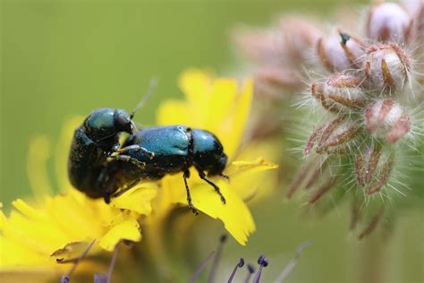 Beetles Mating Bugs Free Photo On Pixabay Pixabay