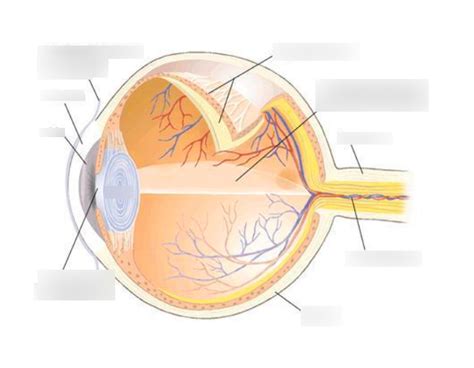Visual System Diagram Quizlet