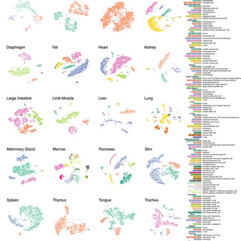 The Number Of Reads UMIs And Genes Detected Per Cell For Each Organ A Download Scientific