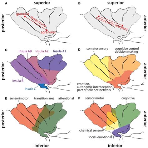 Cytoarchitectonic Structural Connectivity And Functional Maps Of The