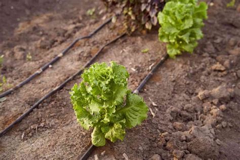 Batavia Lettuce Everything You Need To Know About Growing This